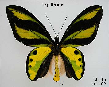 Papua Insects Foundation (Lepidoptera/Papilionidae/Ornithoptera tithonus)
